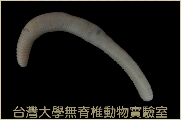 Variety of Life: Lumbricidae