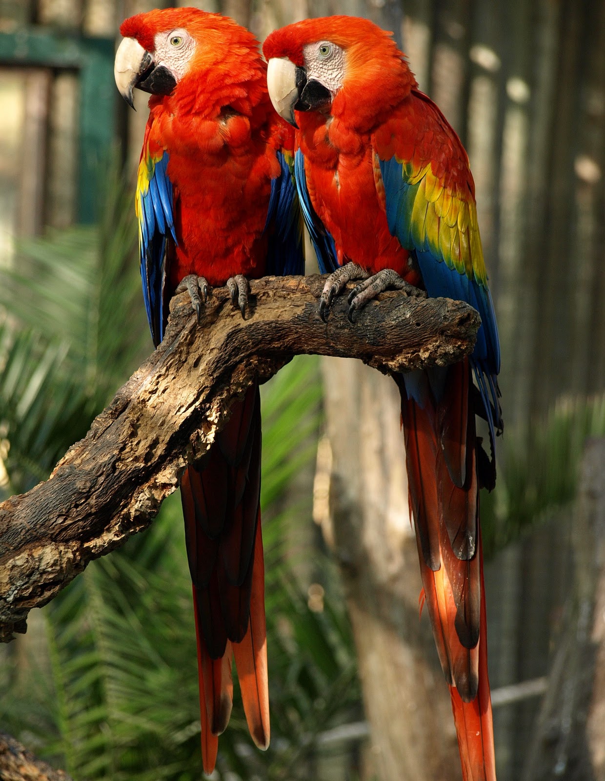 "A ESSÊNCIA DO AMOR": ATÉ OS PÁSSAROS SE "AMAM"