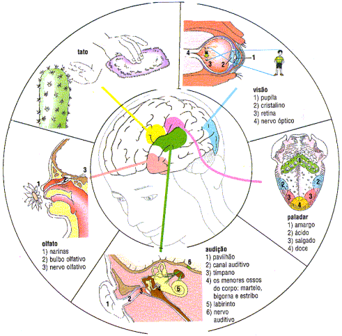 8º ano C e seus sentidos: O TATO