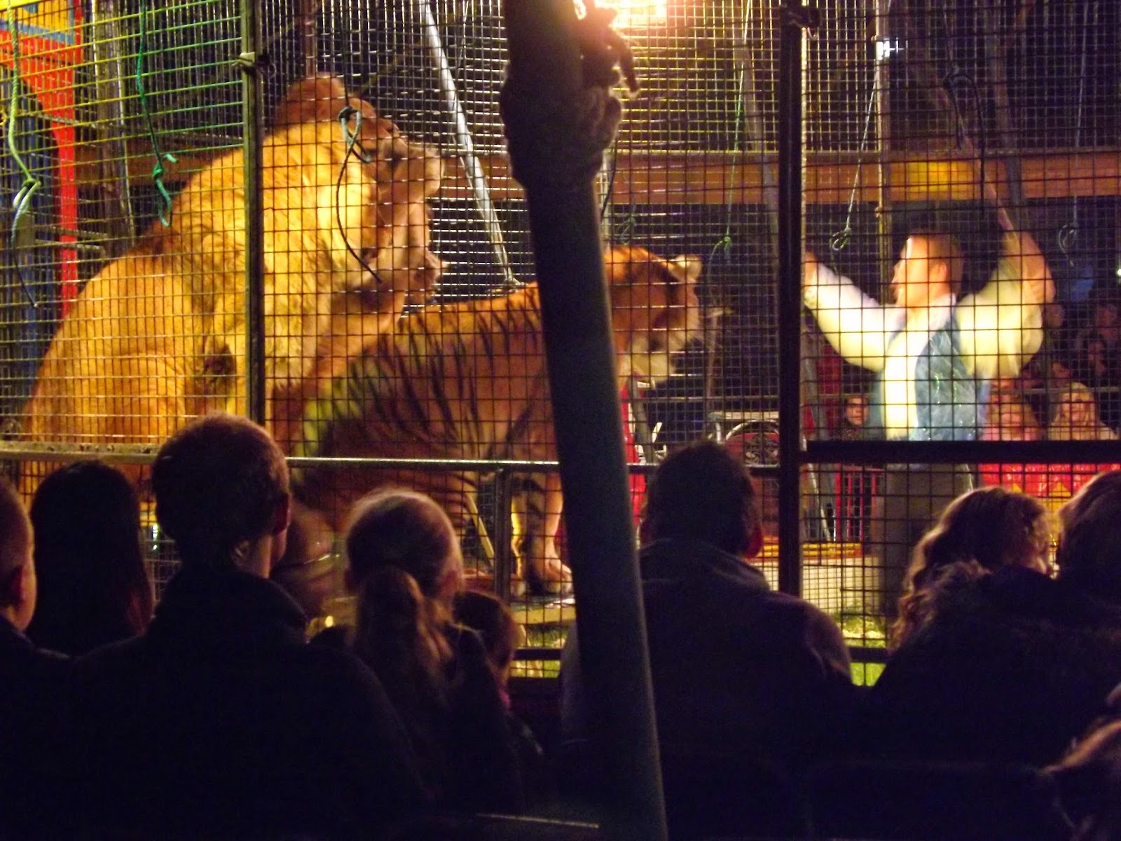 Circus Mania: Thomas Chipperfield's circus lions and tigers