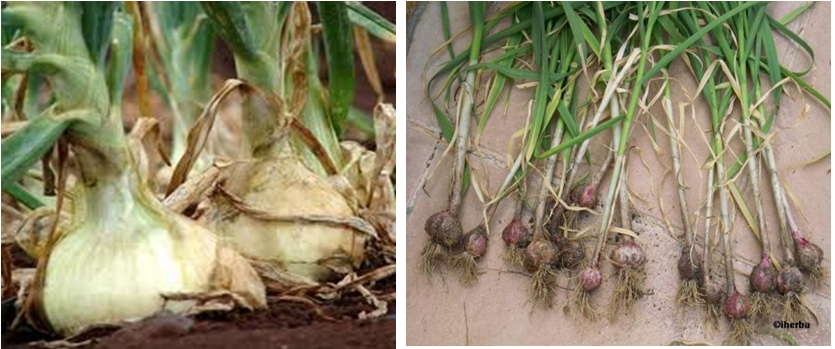 BIOLOGÍA GENERAL: TALLOS