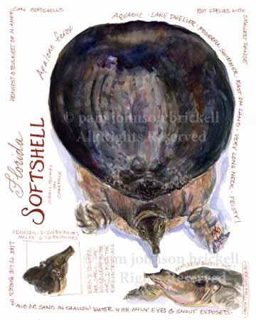 Sketching in Nature: Florida Softshell