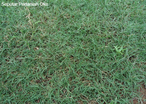 48 Jenis Rumput yang Cocok Ditanam di Halaman Rumah Anda - REFERENSI ...