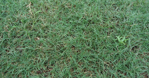 48 Jenis Rumput yang Cocok Ditanam di Halaman Rumah Anda ala My ...