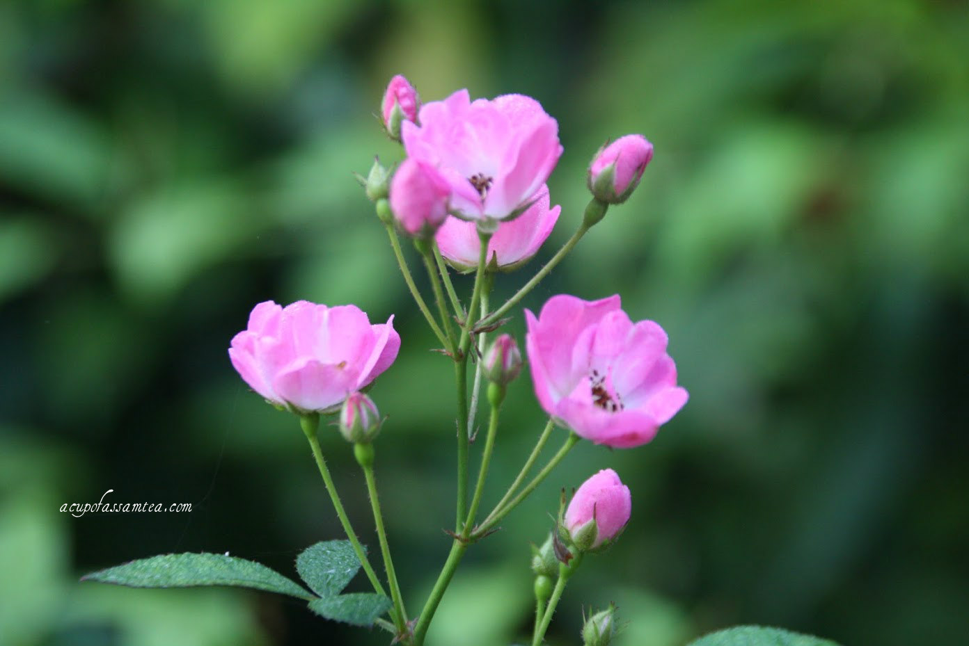 A visual walk with flora and fauna of Assam