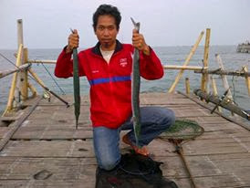 HOBI dan KEGEMARAN: Cara Mancing Ikan CUCUT dan hasil yang LUAR biasa