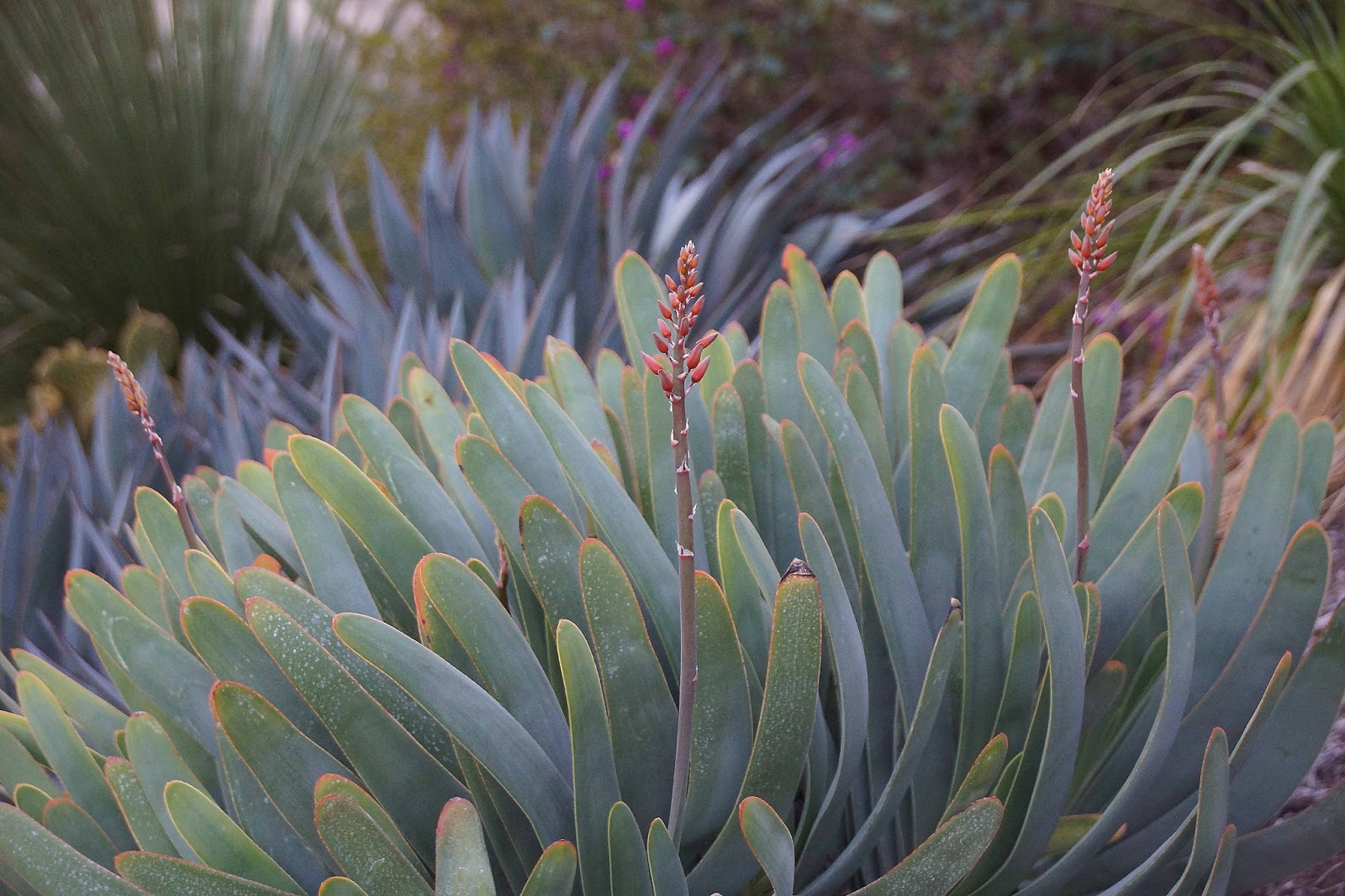 Aloe Flower Report, Early March 2016