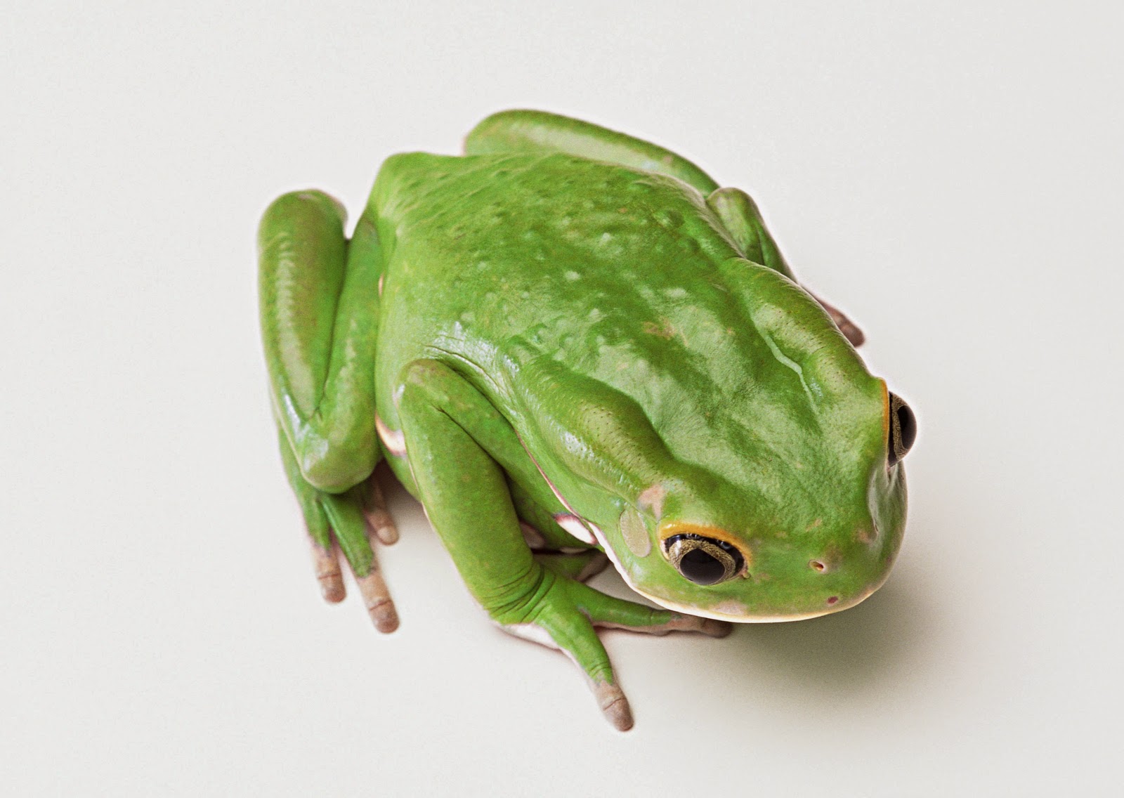 27 Stock Photo Gambar Katak High Resolution