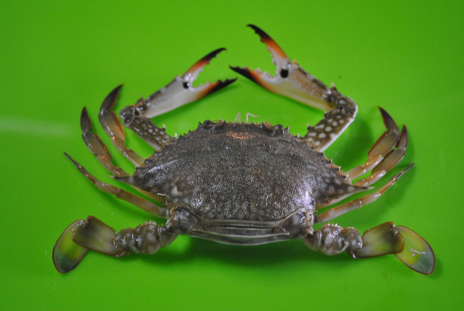 Ikan Segar Tok Bali: Ketam oh ketam..