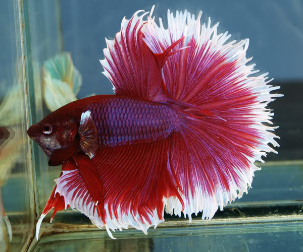 Betta Fish: 12 Type Of Betta Fish By Tail Types