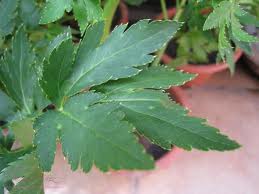 ASHITABA: How to Use Ashitaba Plants