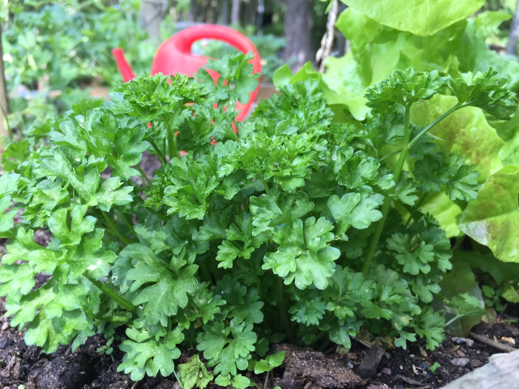 Farbror Grön: Odla egna kryddor - persilja