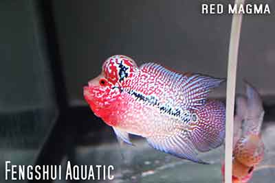 Kamu Harus Tau: Berbagai Jenis Louhan / Flowerhorn - Iddo Bagas Prasetyo