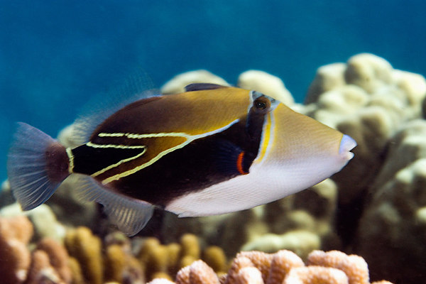 Info-Junction Blog: Reef Triggerfish