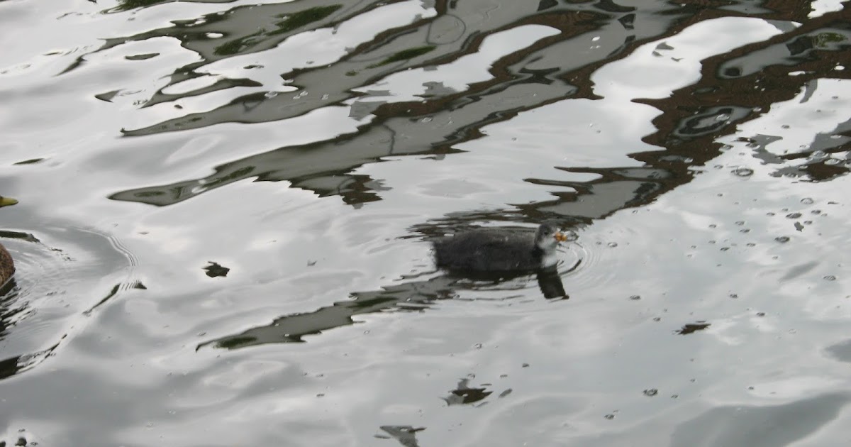 Me and my animal friends: Blishøne / Coot / Wasserhuhn / Foulque ...