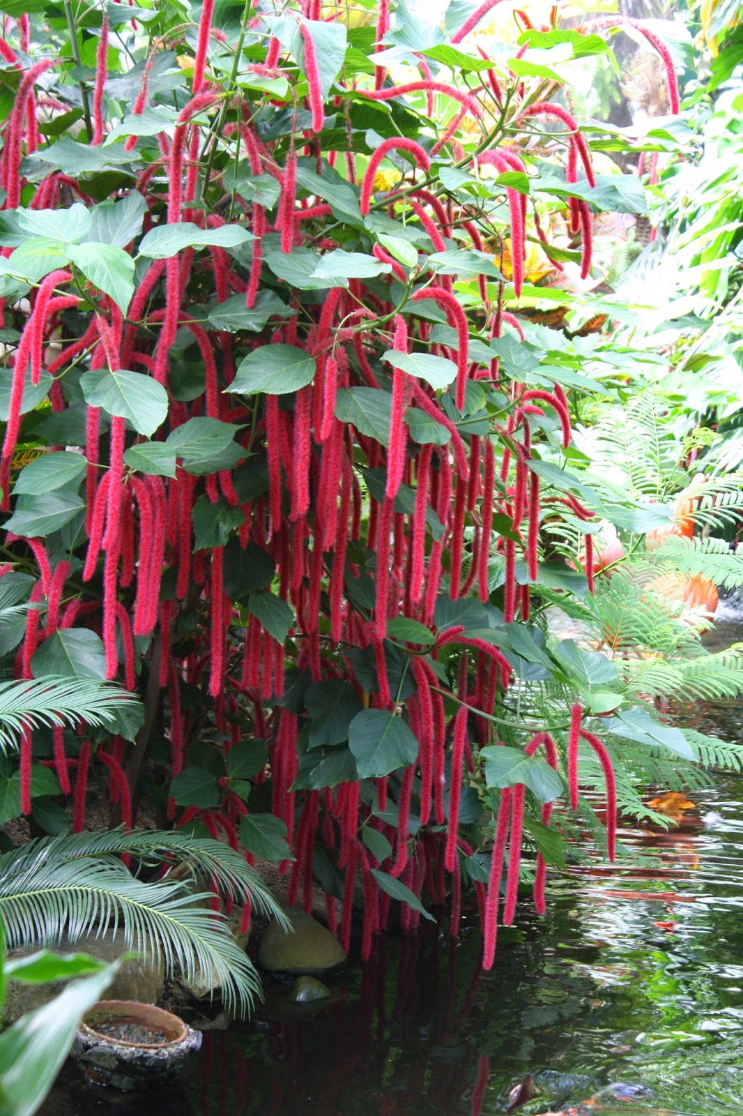 Photos of Nature's Calm: Dreadlocks Bush