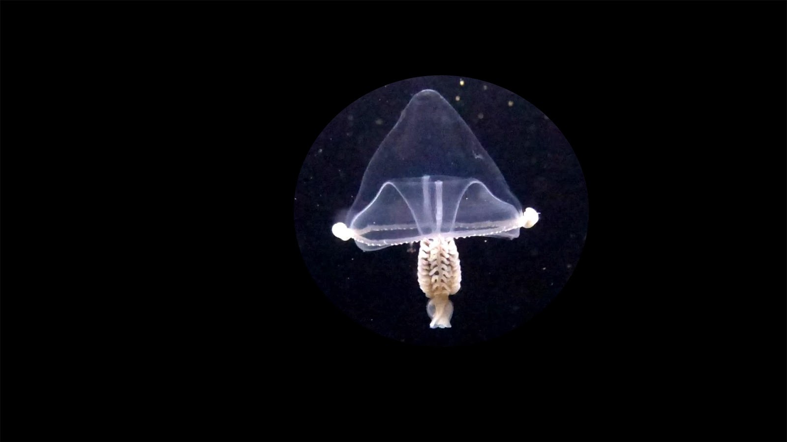 Real Monstrosities: Hanging Stomach Jellyfish