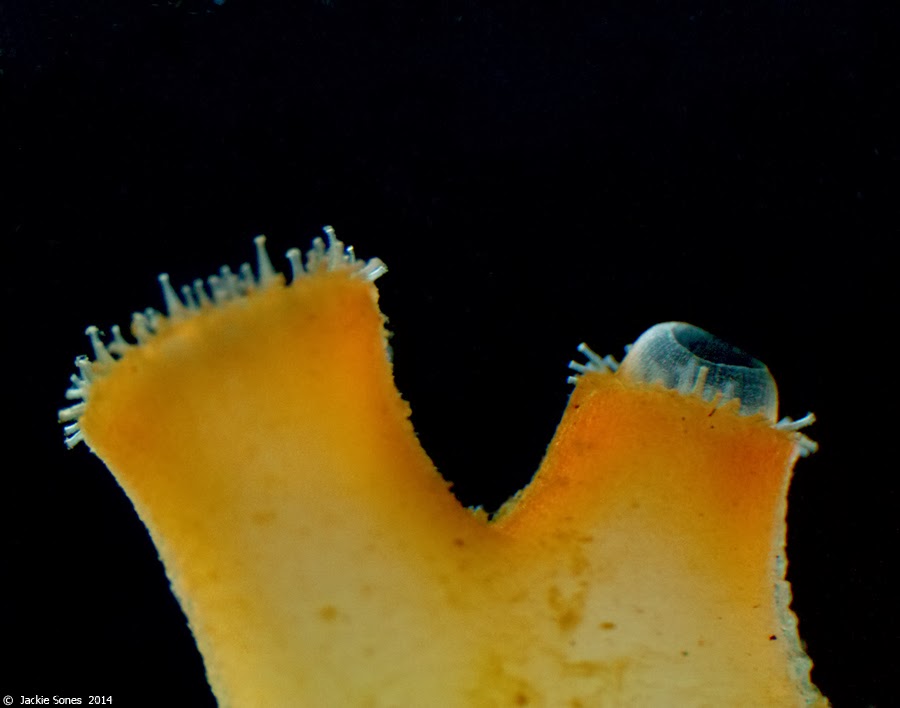 The Natural History of Bodega Head: The Rook and the Nozzle