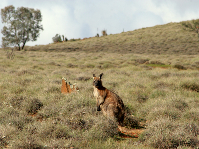 Bushranger: Flinders Ranges: Fauna