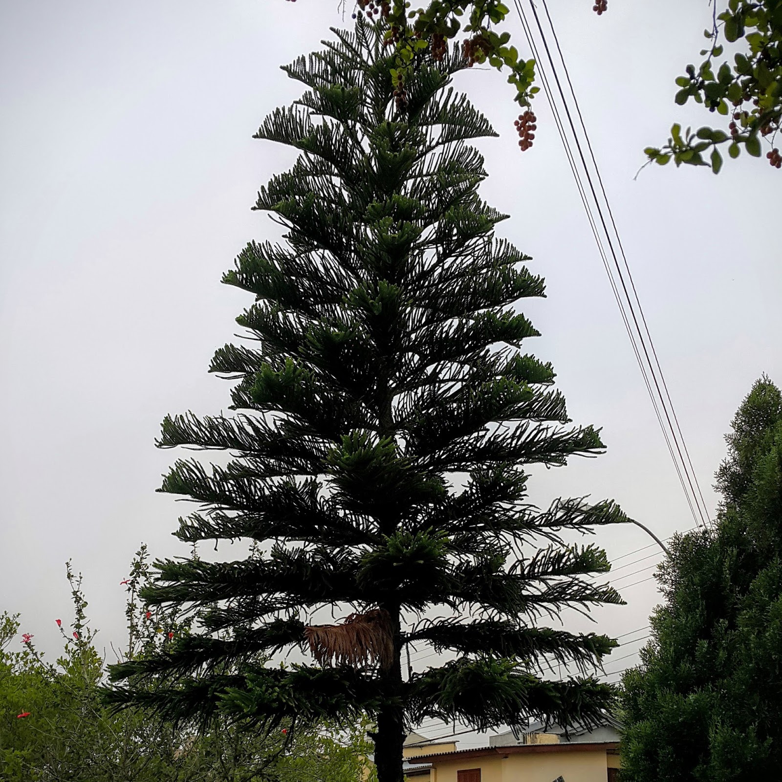 "Verdade//aspas" : 👪 Araucariaceae (Araucaria heterophylla)