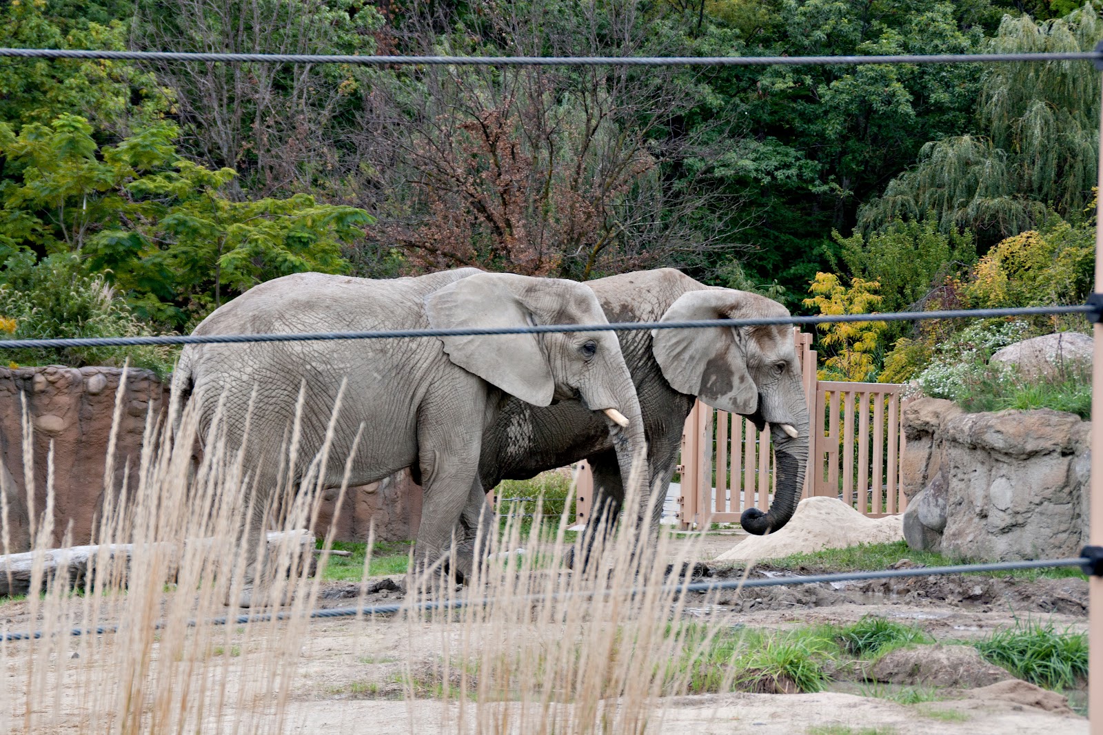 Cleveland City Guide: The Cleveland Zoo | Tiny Sputniks