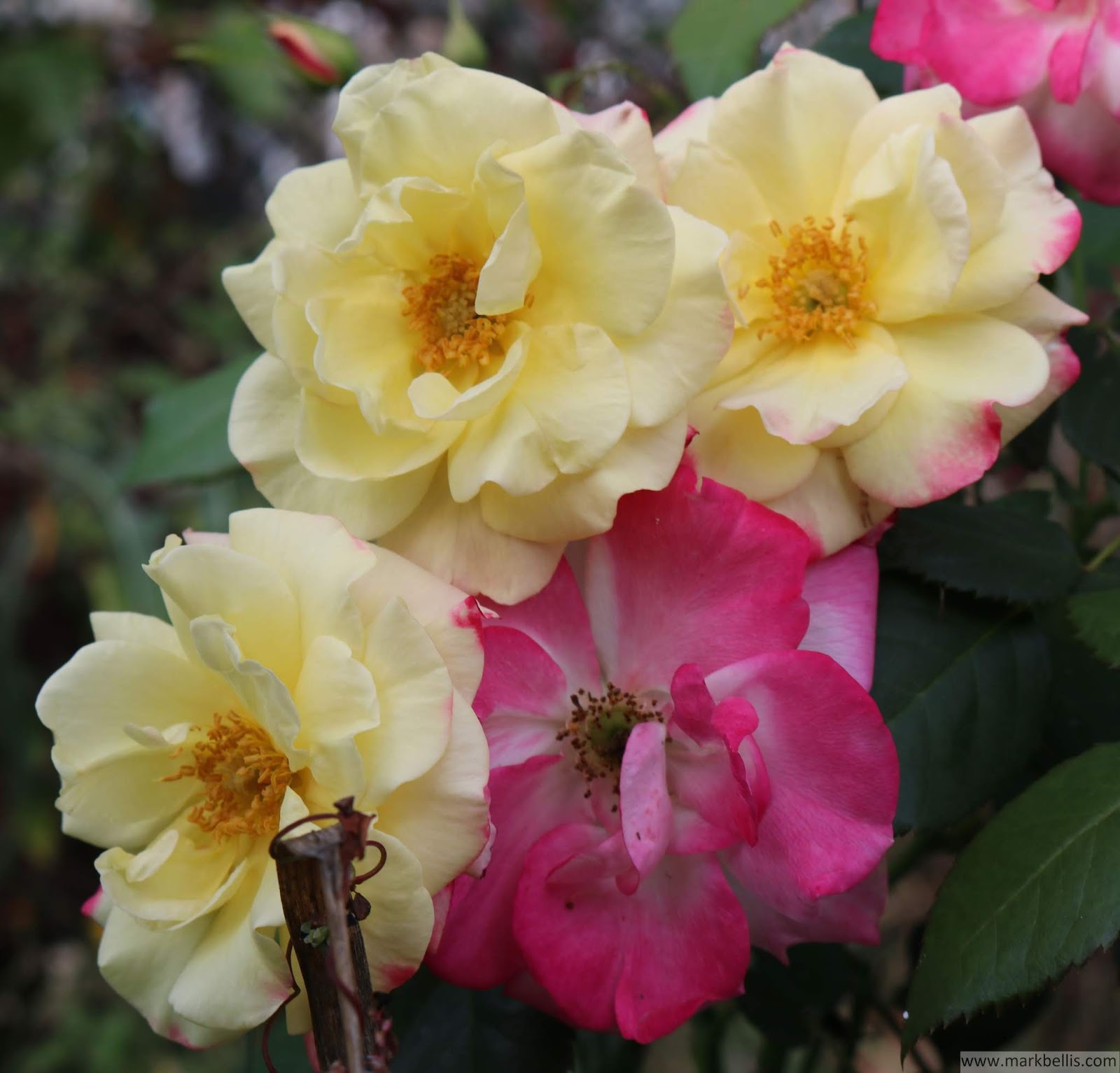 Mark Bellis: September 2018