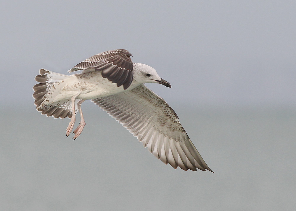 Richard Smith - Birdwatching Days Out: CASPIAN GULL, 1st winter ...