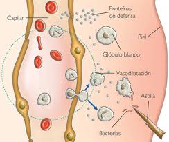Capacitación SionPharm: INFLAMACION