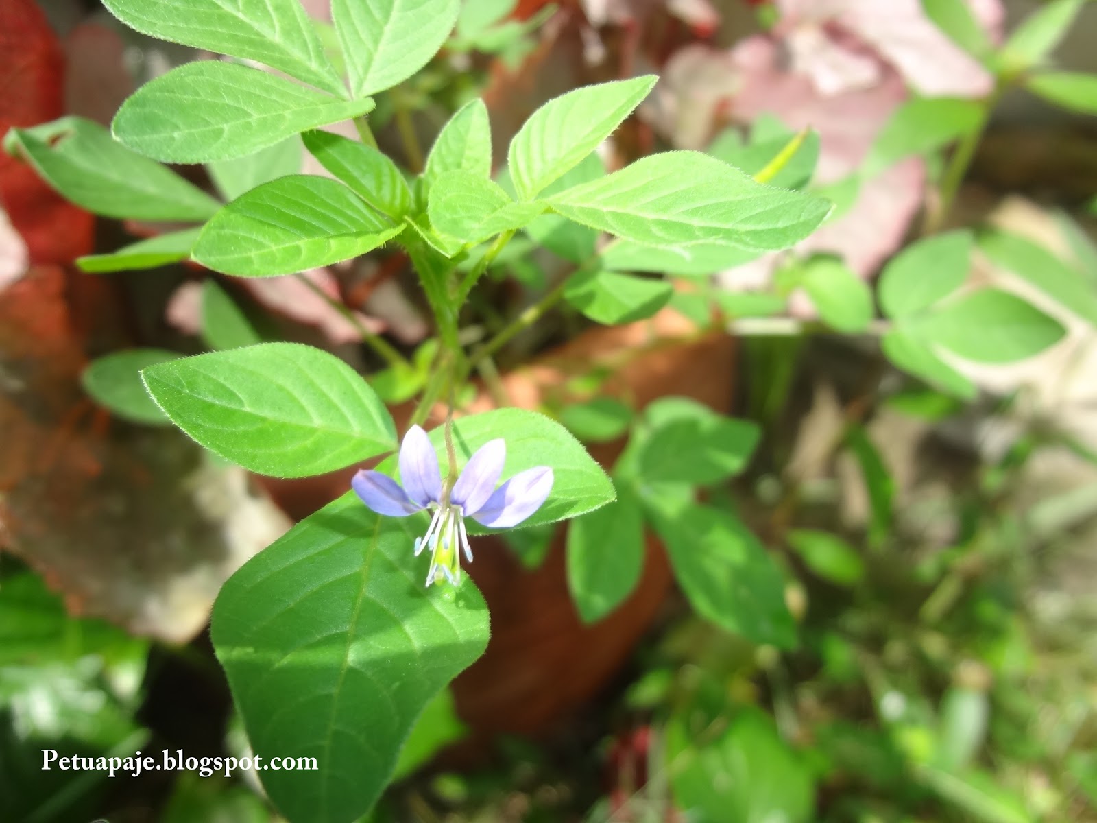 Petuapaje.blogspot.com: Buat Jeruk Maman Pencicah Ikan Bakar