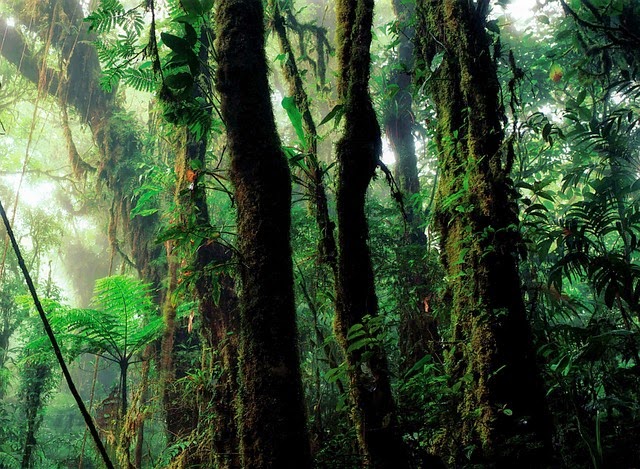 La Côte d'Azur: VANUATU - ERROMANGO