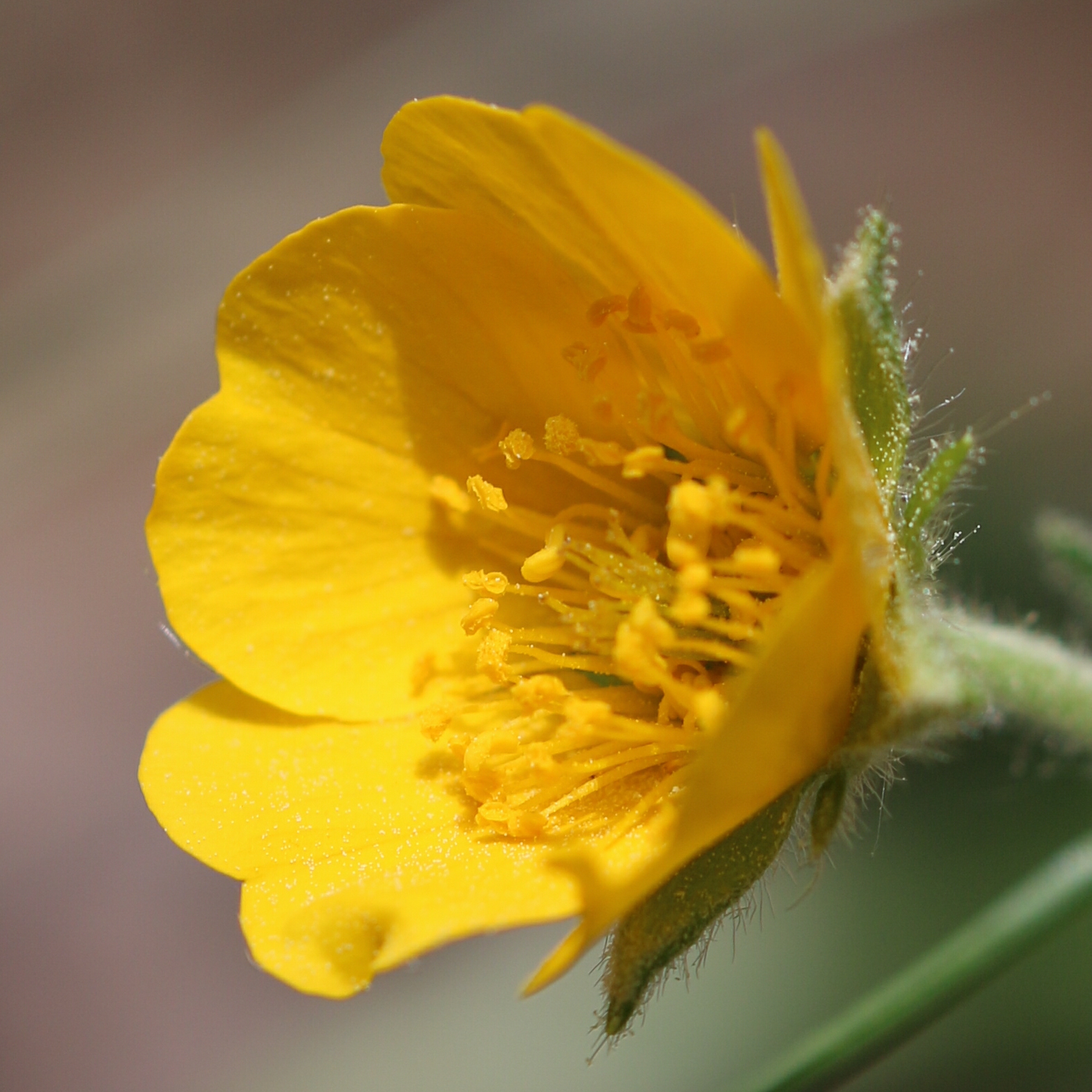 Geum sylvaticum | Wild flowers of Europe by Anita Beijer