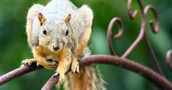 From @BalancingMama: Epic battle. Squirrels.