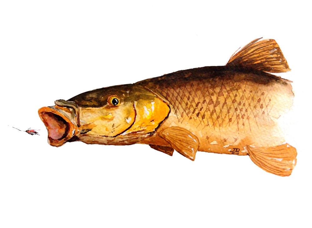 A Year On The Fly: Links On A Barbel