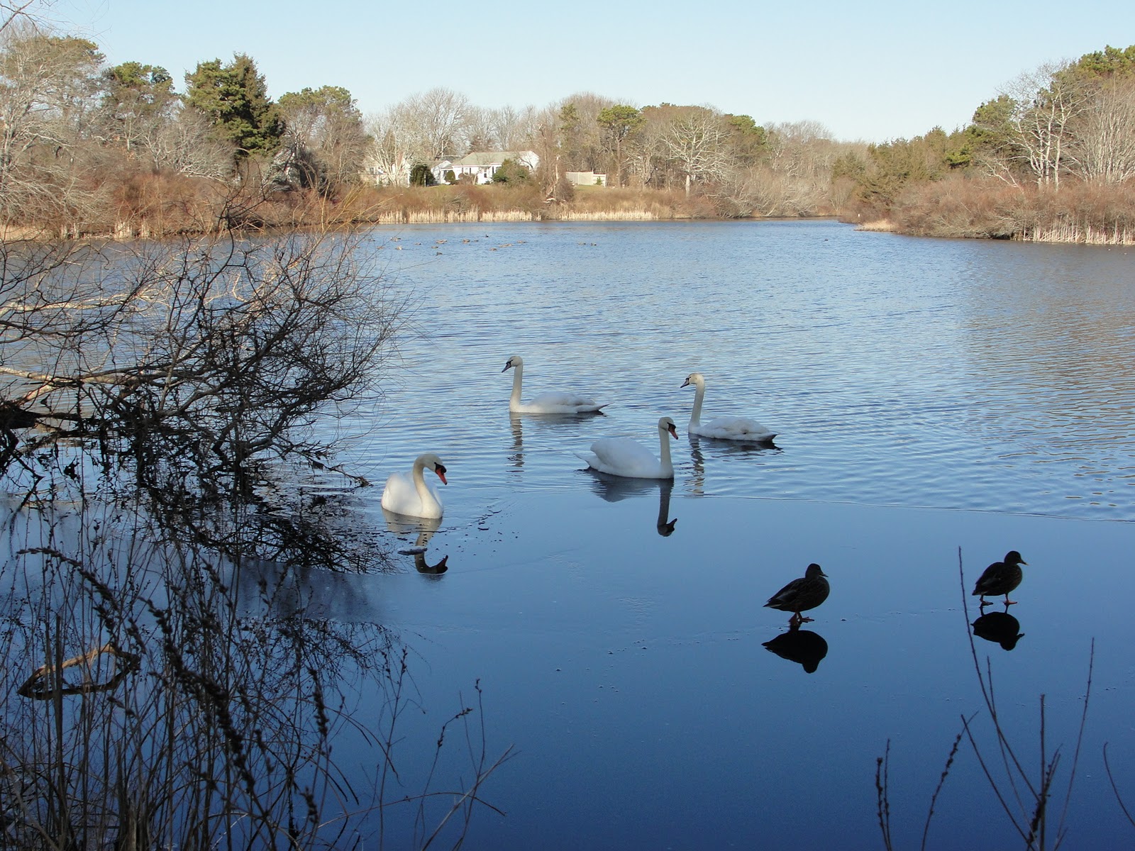 cape cod winter birds | Mary Richmond's Cape Cod Art and Nature