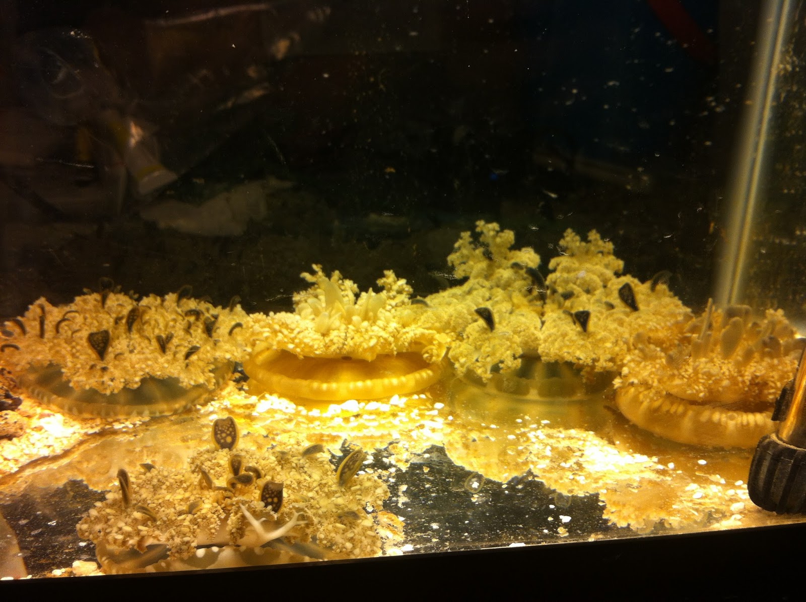 Raising Pet Jellyfish: Pictures of my jellies