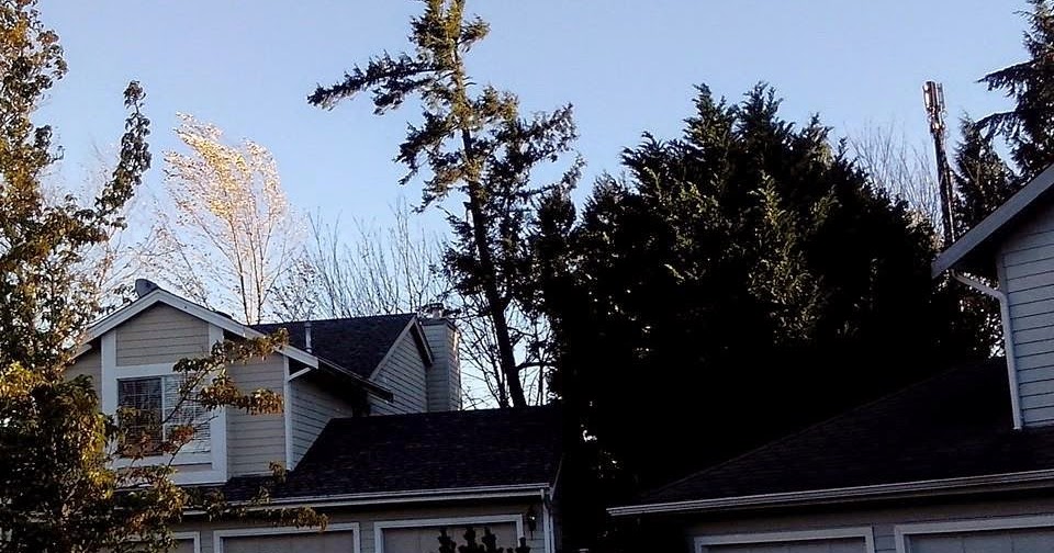 Barers of Maple Valley: More Maple Valley Windstorm