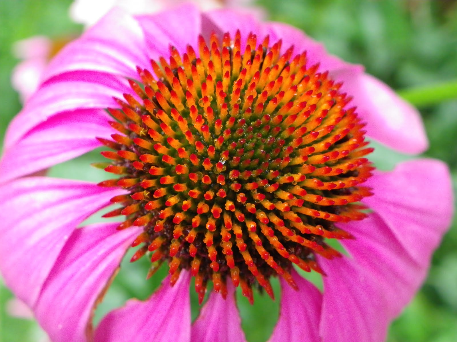 Native in the City: Purple coneflower (Echinacea angustifolia)