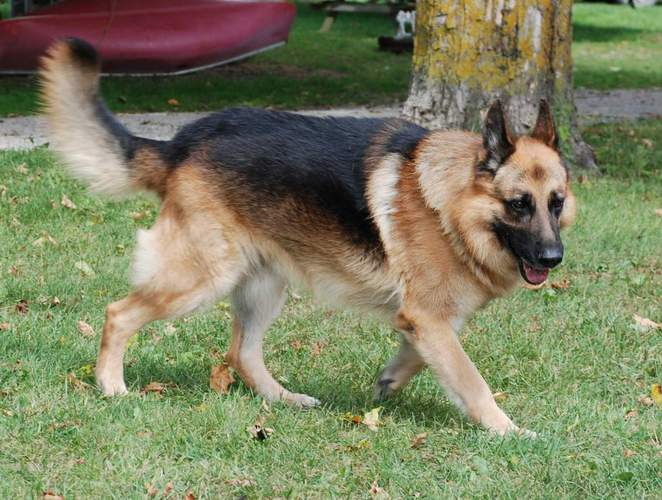 Big Boned German Shepherds | Dog German Shepherds