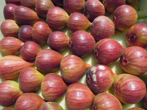 Figs Photo Collection Around the World: Japan Fig Farm