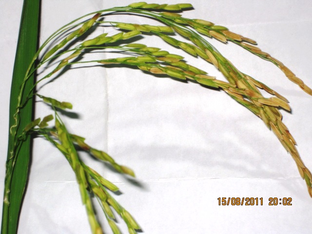 jawipulut: Padi OOO Padi