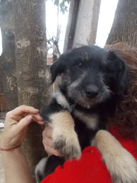 Adoptándonos: Monito, adorable cachorrito barbincho con pelaje semi ...