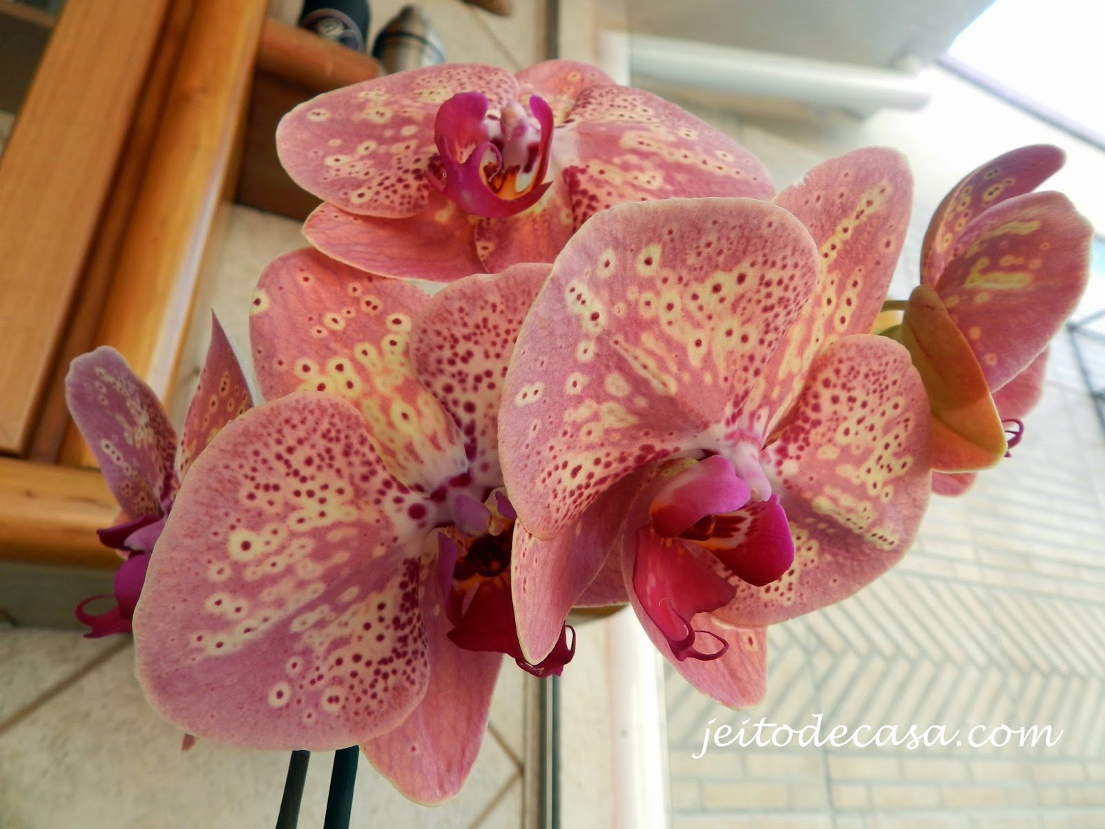 Orquídea rosa!! - Jeito de Casa - Blog de Decoração e Arquitetura