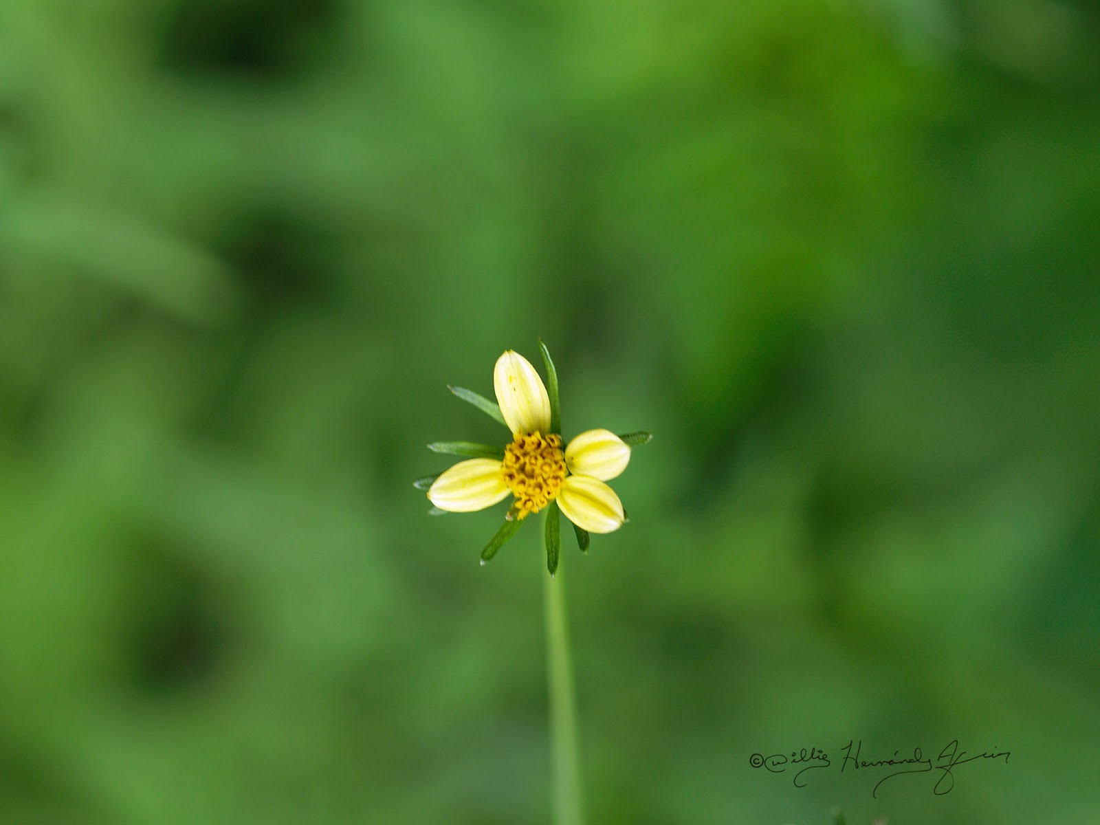 Flora de Puerto Rico Ilustrada Papo Vives: FABOIDEAE Centrosema ...