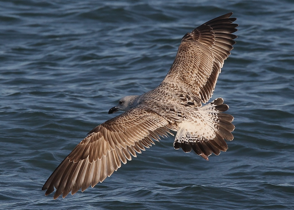 Richard Smith - Birdwatching Days Out: CASPIAN GULL, 1st & 2nd winter ...
