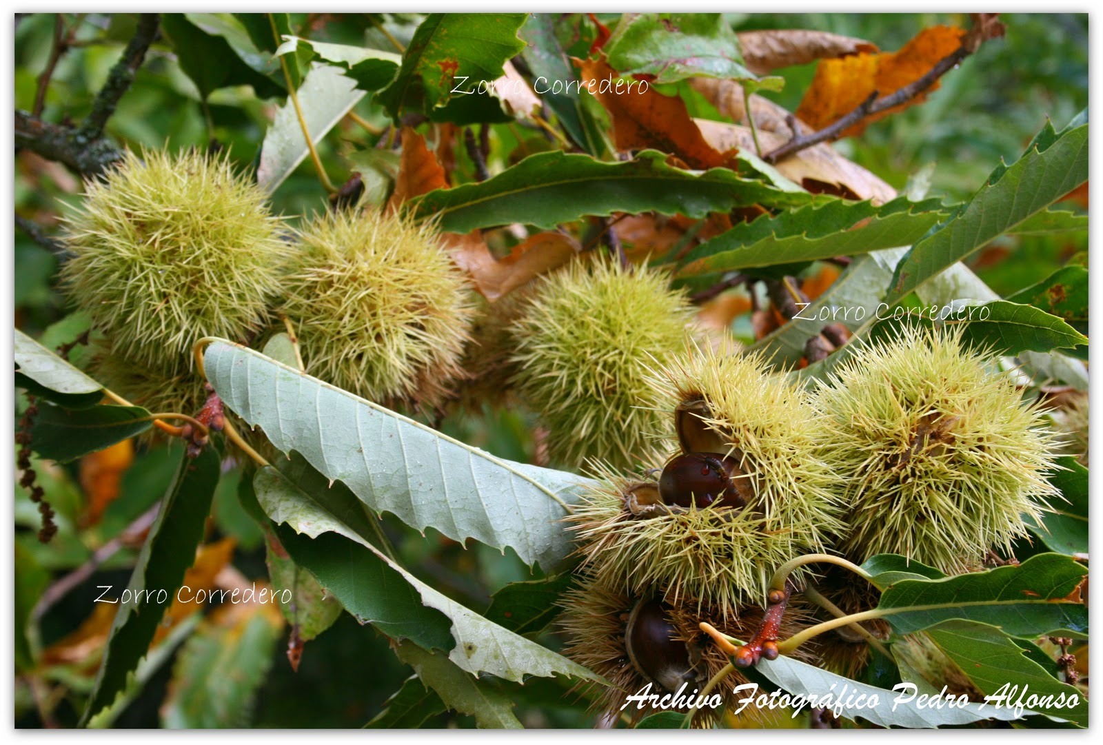 Zorro Corredero de Cadalso de los Vidrios: El castaño