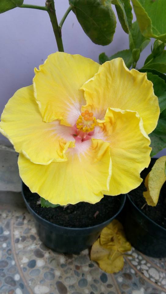 Rumah Bunga Neisha: CARA Menanam Hibiscus Alias Bunga Sepatu Alias ...