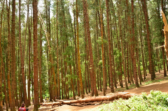 Tamilnadu Tourism: Pine Forest Shooting Spot, Ooty, Nilgiris