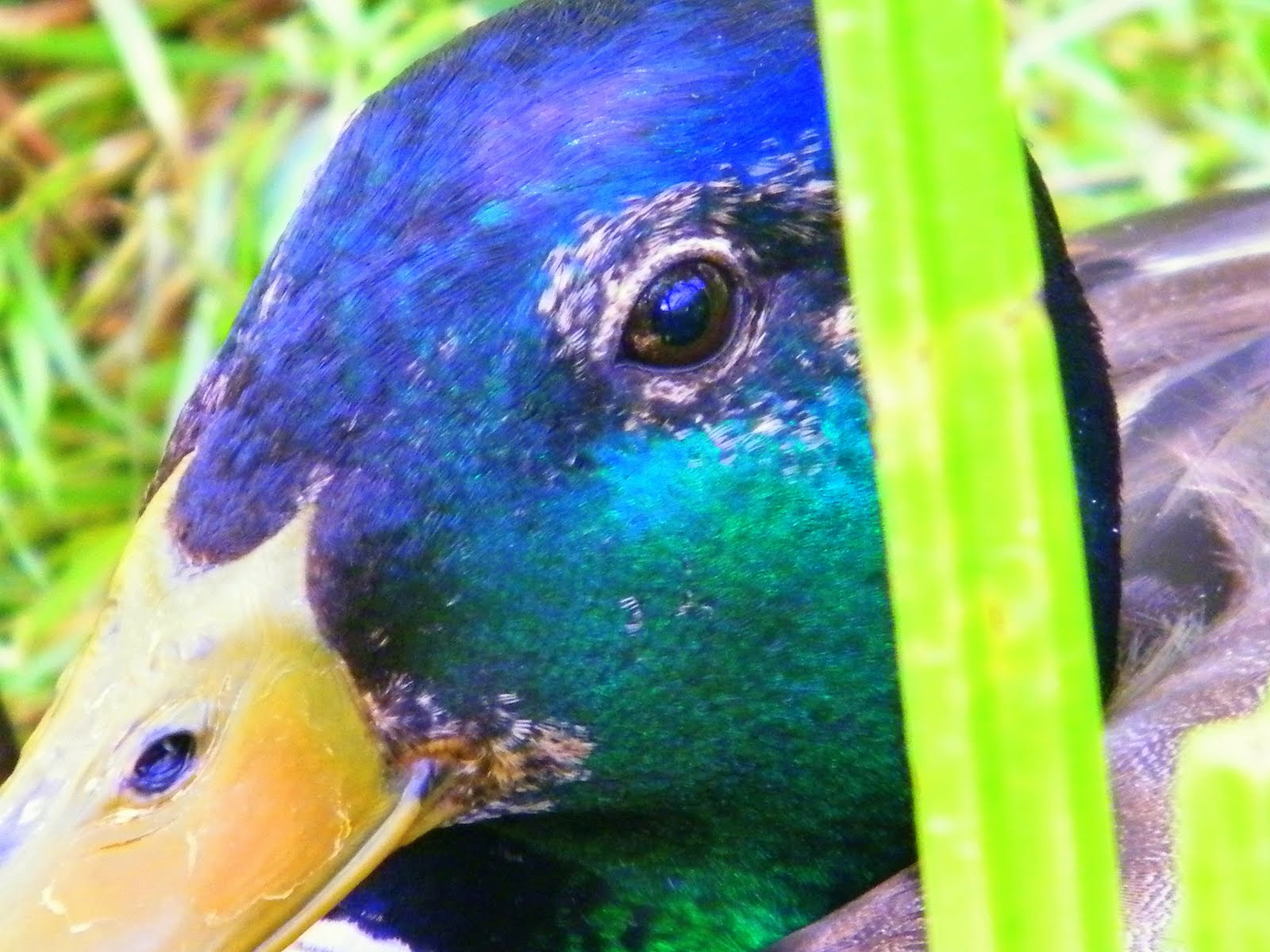 FOTOCLICK: Germano reale (Anas platyrhynchos)
