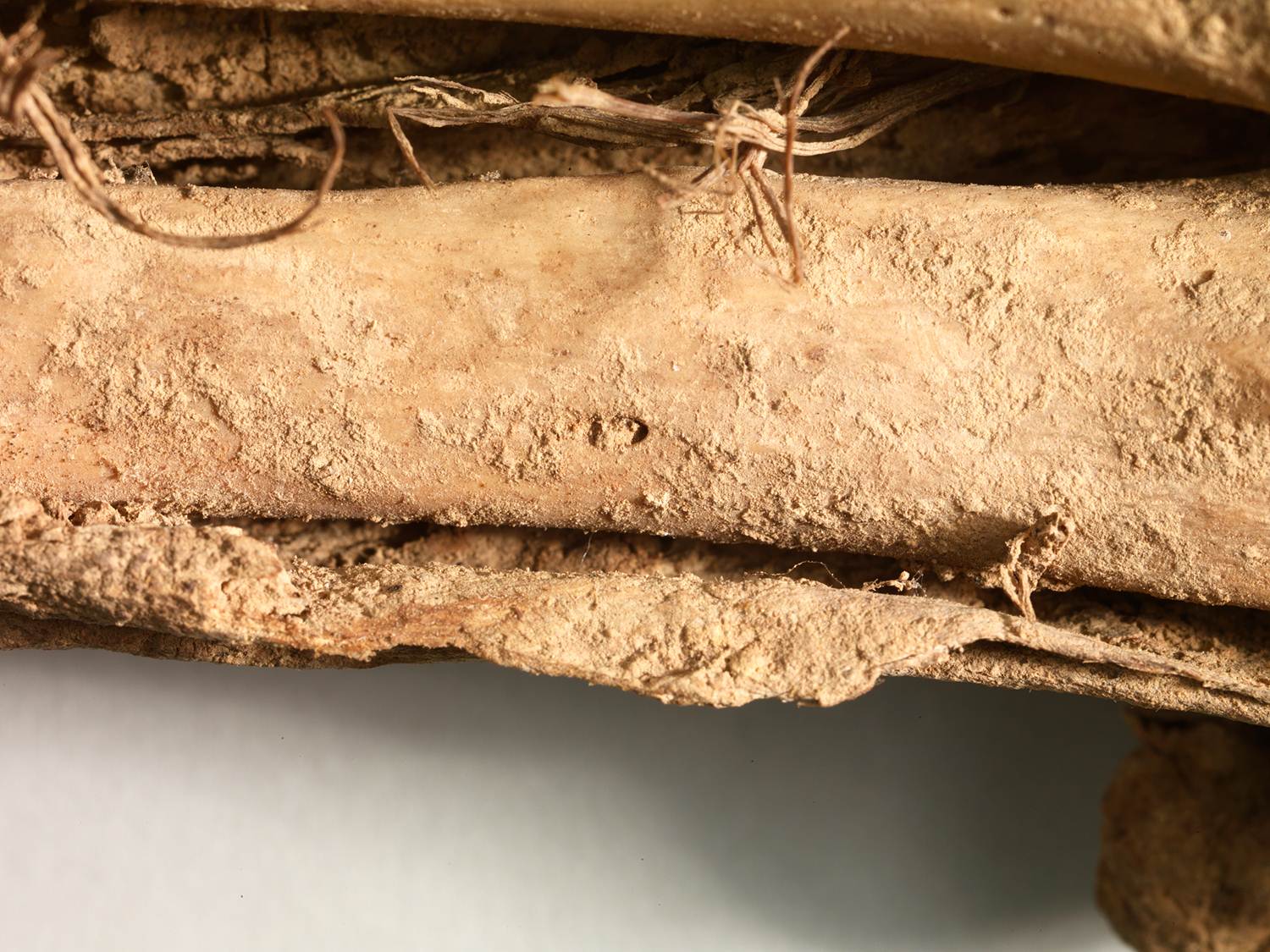 Update on the Mummified Arm | Guardian Of The Artifacts ...