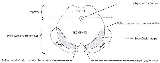 Medicina In Situ: NEUROANATOMIA - MESENCÉFALO